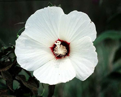 LAUREN'S COLLEGE BLOG