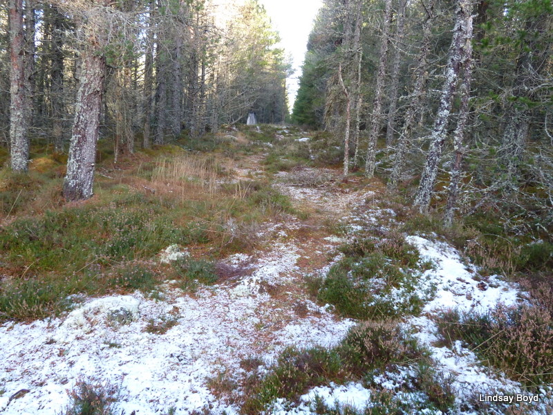 Caledonia Hilltreks Scottish Sub 2000 feet Hills: Hill of the Wangie ...