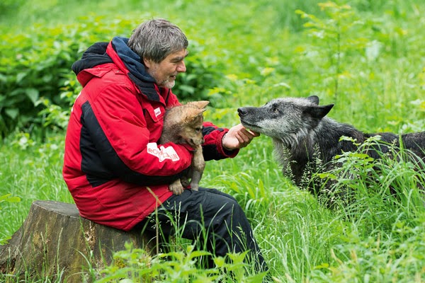 White Wolf : Wolves can also be man's best friend, scientists say