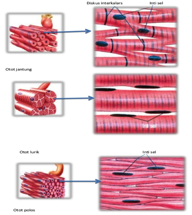 Bionomipa: Indikator 14: Jaringan pada Tumbuhan dan Hewan