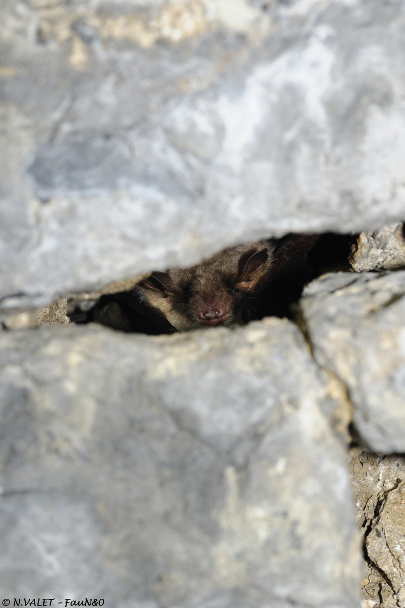 Fauneo: Chauves-souris Ardennaises