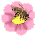 ® Colección de Gifs ®: ABEJAS