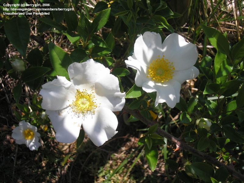 inkspired musings: Georgia On My Mind with a Cherokee Rose