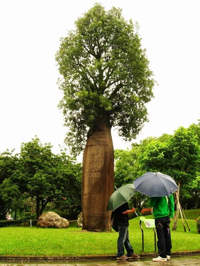Get FuN Here: Amazing Bottle Tree Brachychiton Rupestris