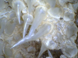 Mrs Bizzy's Class Blog: Lizard Skin