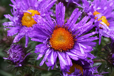 All of Nature: Late Fall Wildflowers In The Rain