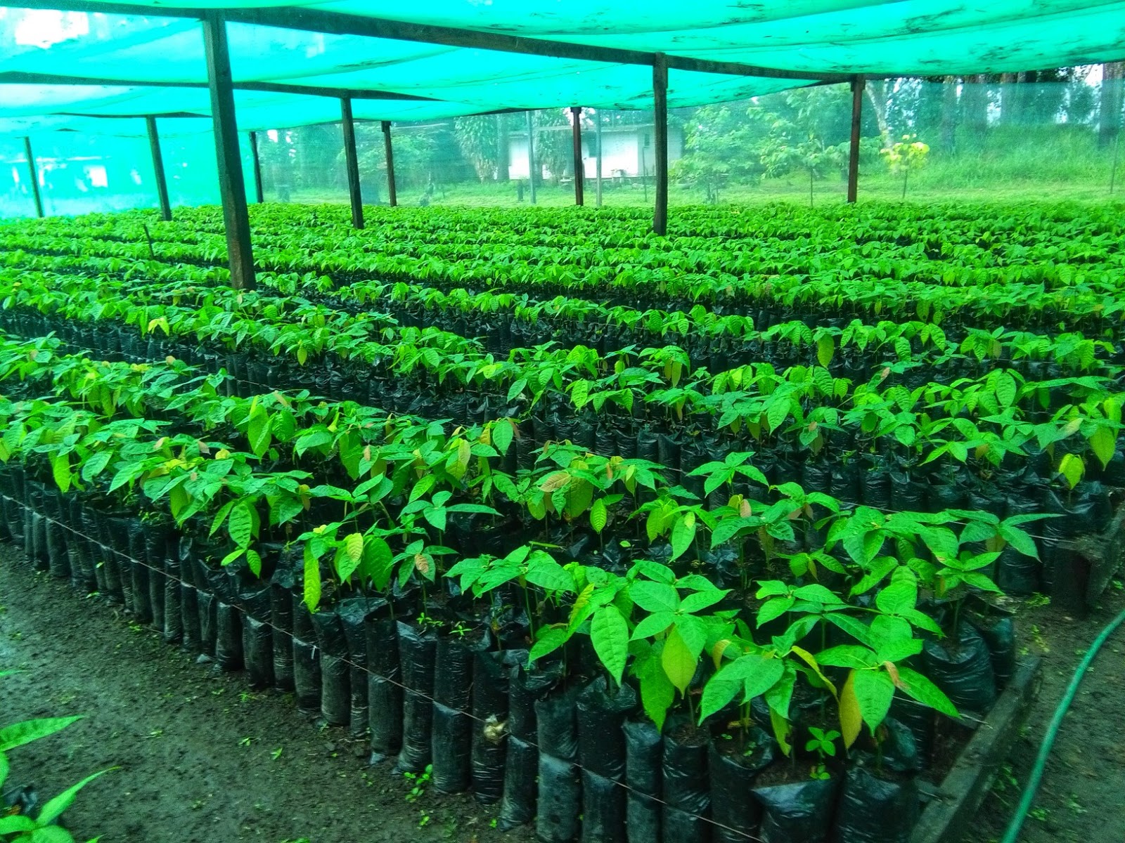 Morobe Tourism Bureau: Garaina set for cocoa boom