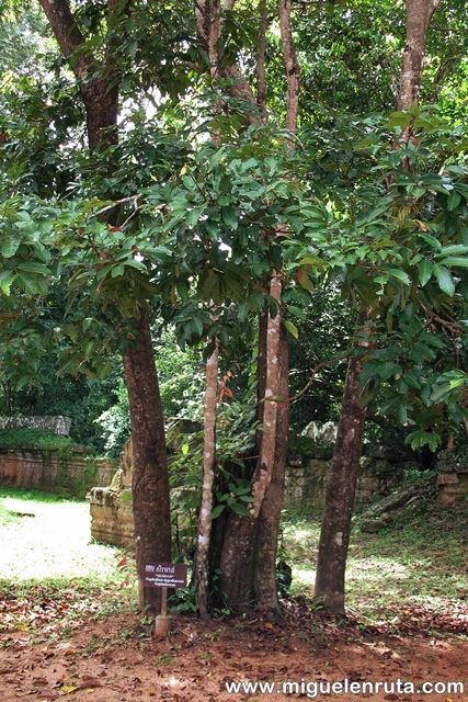 Ta Som: La Puerta y la Higuera Sagrada en Angkor (Camboya)
