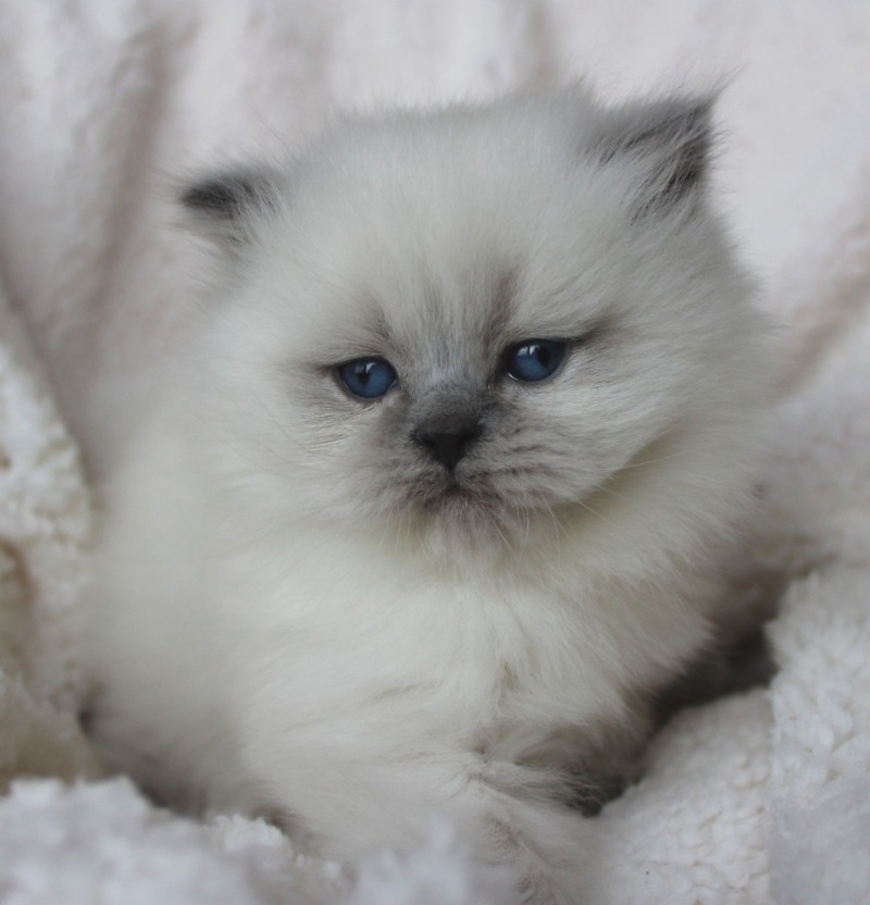 Britisch Kurzhaar (BKH) Kitten und Britisch Langhaar Katzenbabys: Post ...