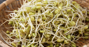 CARA BERCOCOK TANAM YANG BAIK: CARA MENANAM TOGE YANG BAIK