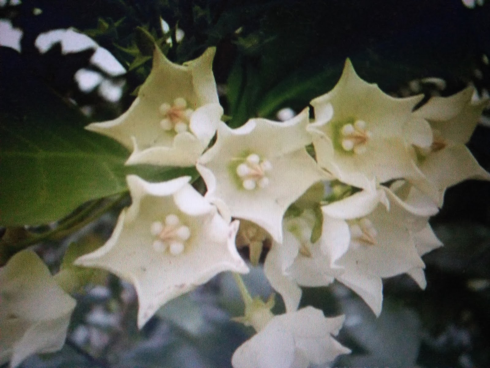 Fuziah Sulaiman blog: Jom kenali BUNGA KESIDANG- KERAK NASI - Wangian ...