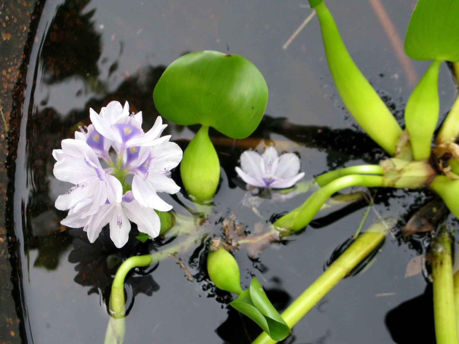 Silver Lite: Mariyah Gallery in Dumaguete