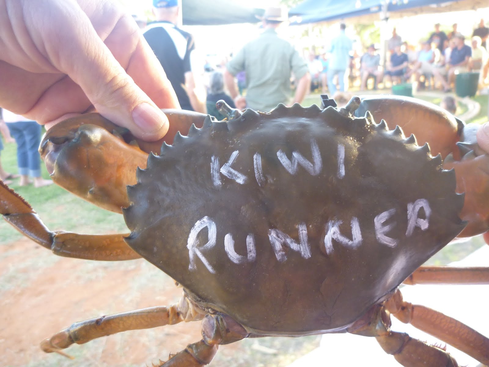 Just Keep on travelling: Mud crab racing in Derby, WA