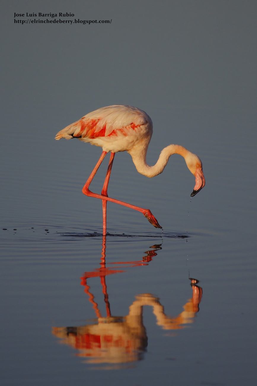 El Rinche de Berry : Fotos de Aves