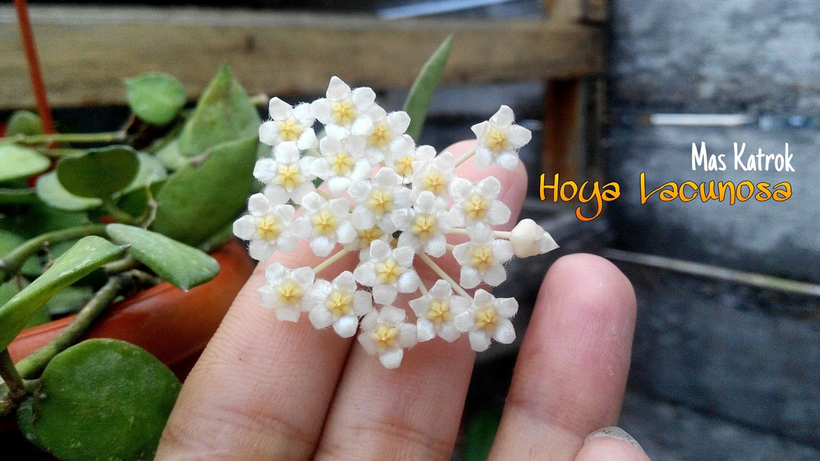 Fazza Hoya - Hoya Indonesia: 7. Hoya Lacunosa - Bunga Hoya Indonesia