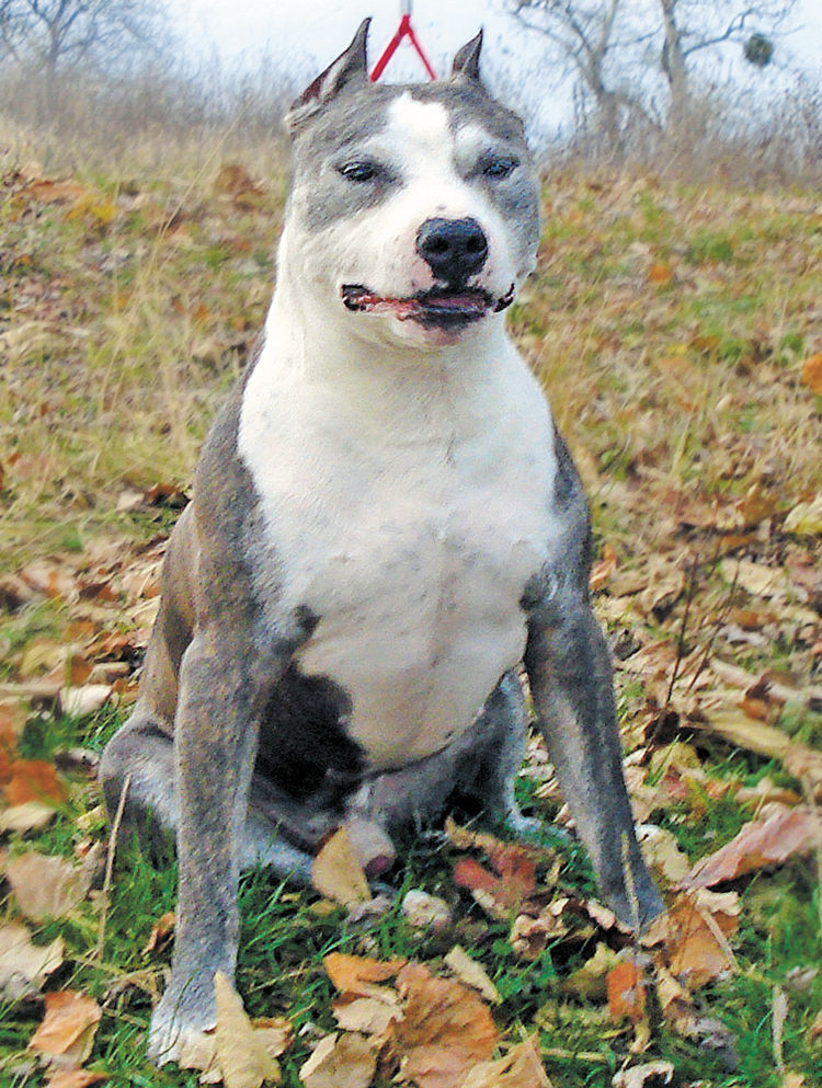 Fotos Estas son las 12 razas de perros peligrosos que se quiere ...