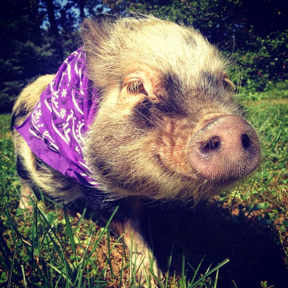 The Piggery at Plumtree Knoll: Our herd of Mini Pigs