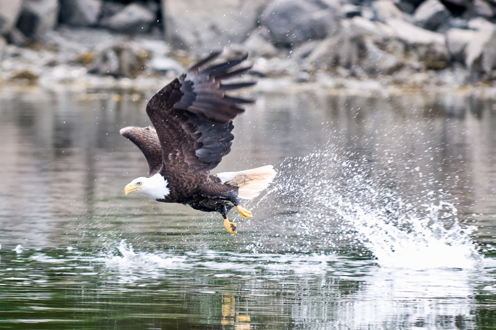 menopausal mumma: Bald Eagle Action Shots by Randal Rodgers