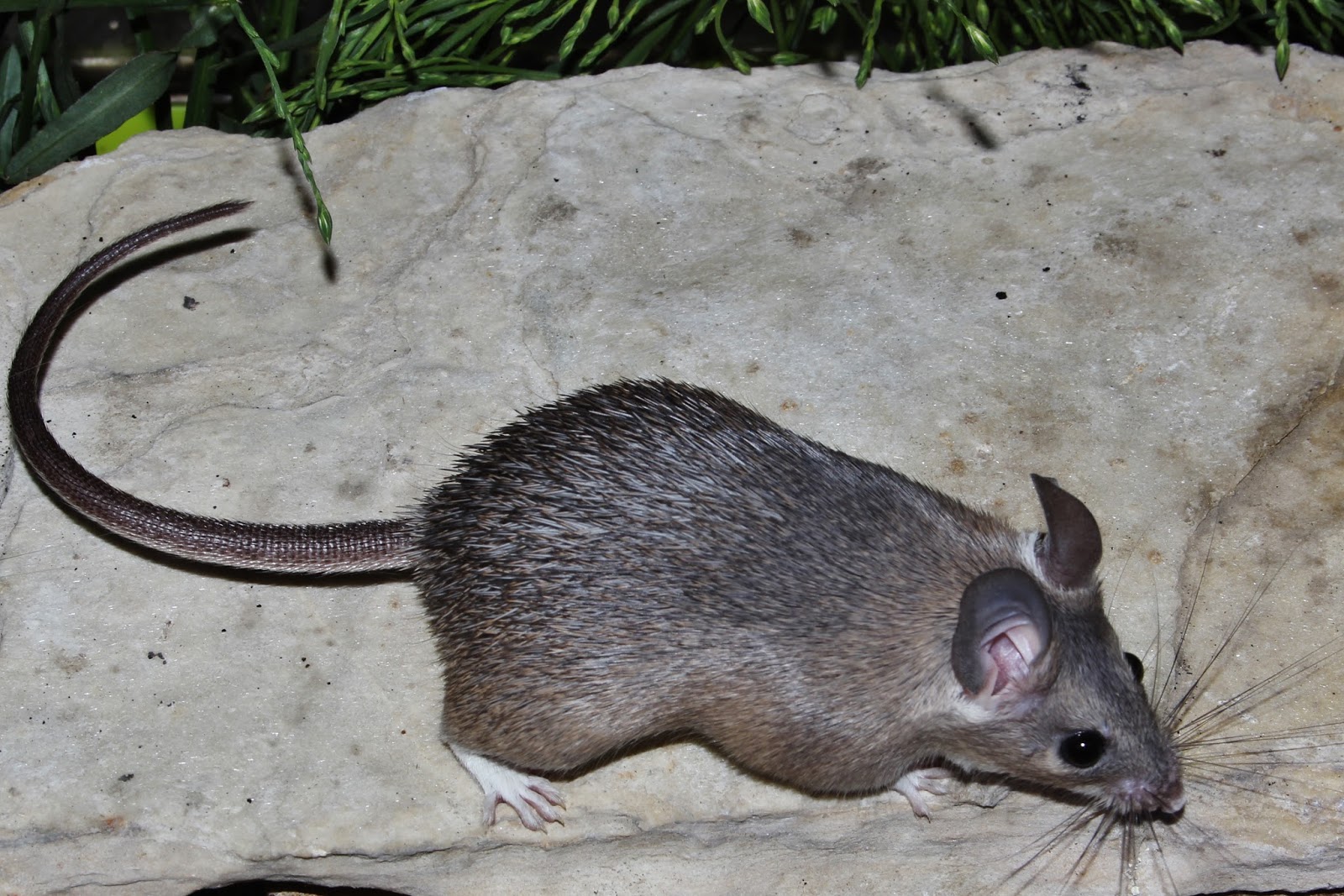 Biodiversity of Cyprus by NGO Protection of the Natural Heritage and ...