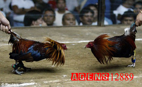 SABUNG AYAM: JENIS AYAM DI INDONESIA YANG MASUK DALAM KATEGORI GAMECOCK