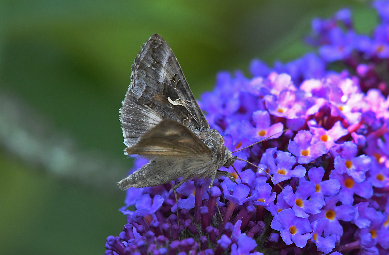 Jozef van der Heijden - Natuurfotografie: Boomblauwtje en Gamma-uil ...