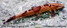 Finatics Tropical Fish : Can a Loach win my Heart!? If it’s a Red ...