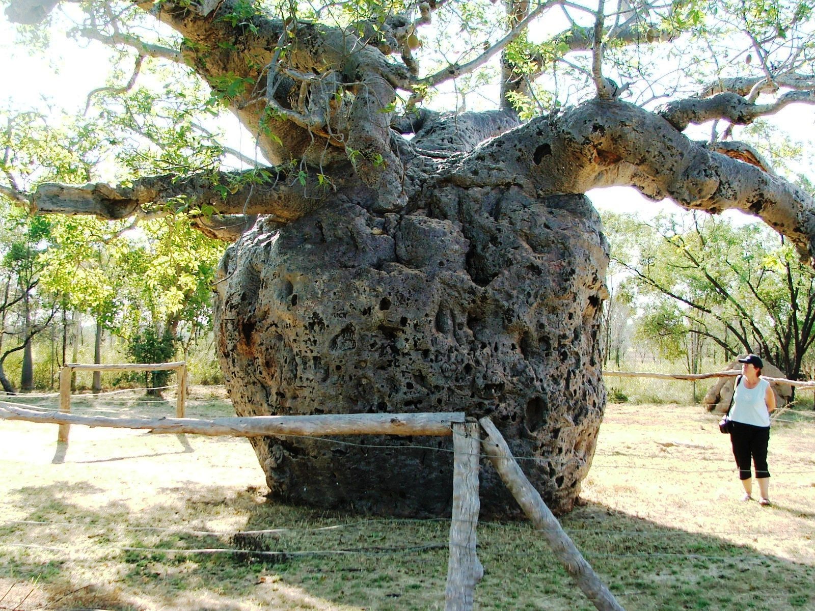 Postie and Sue: Boab Prison Tree