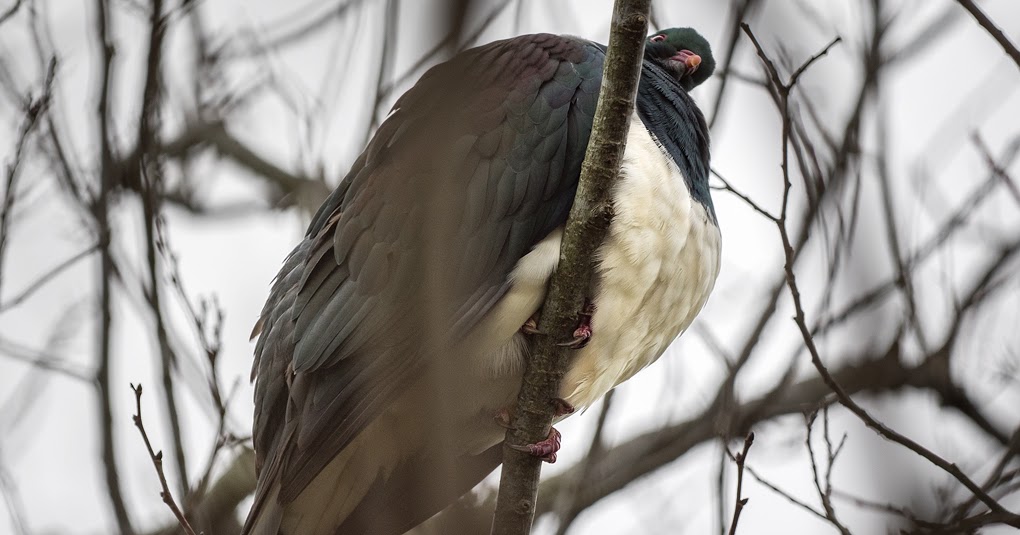 The Ruins of the Moment: The Far Side kereru — Photos by Pete McGregor