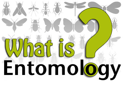 Entomology: basic understanding regarding the word