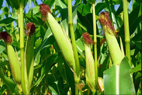 Noma: Igiya Mad’ura Kaya In An Yi Ba Da Kai Ba Su Watse