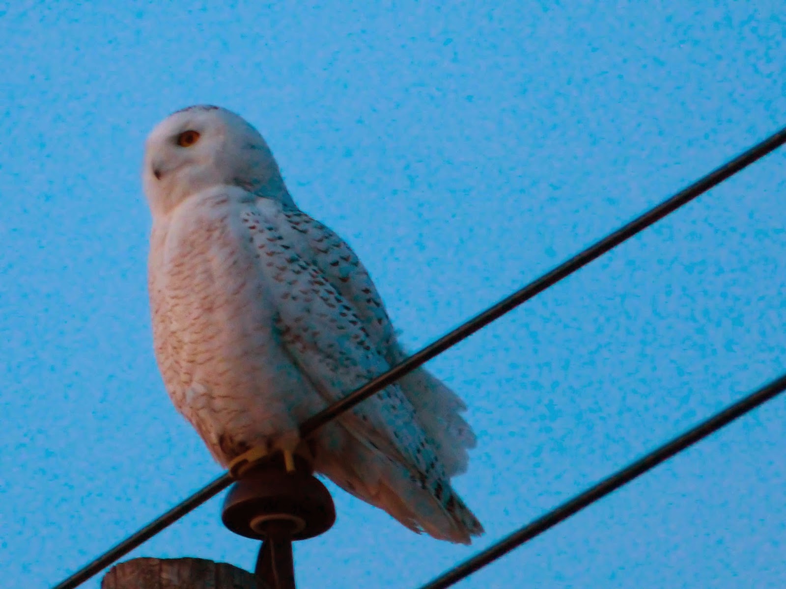 Gale's Photo and Birding Blog: Sunset & Snowy Owls