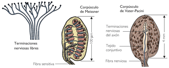 Histologia: Receptores sensoriales de la piel