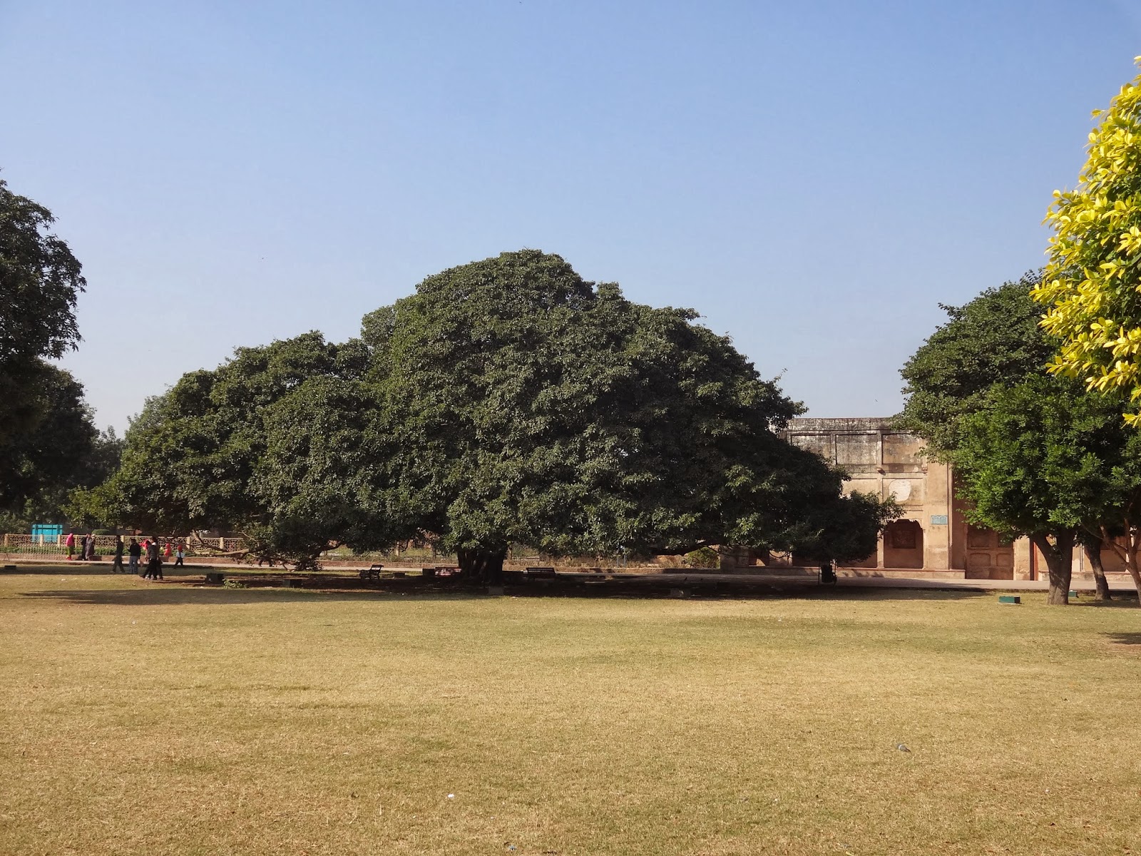 Plants of Lahore - Pakistan: Pilkhan tree- A magnificent joy!
