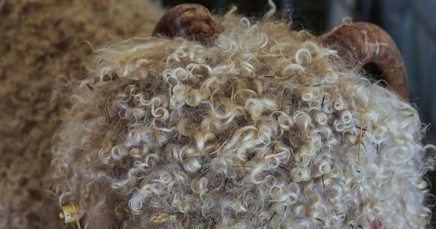 Angora Goat Farming: How to Farm Angora Goats for Mohair Fiber ...