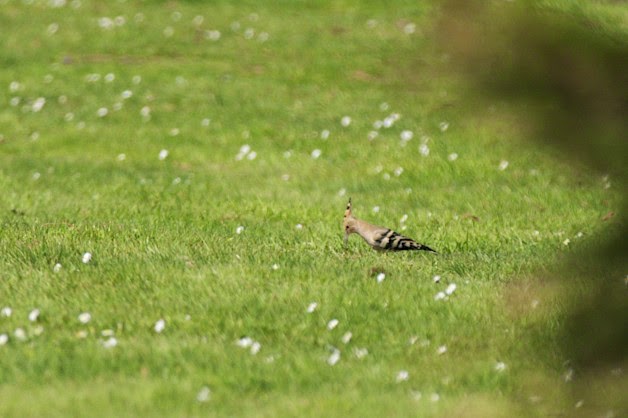 Harry Ramm's Birding Blog