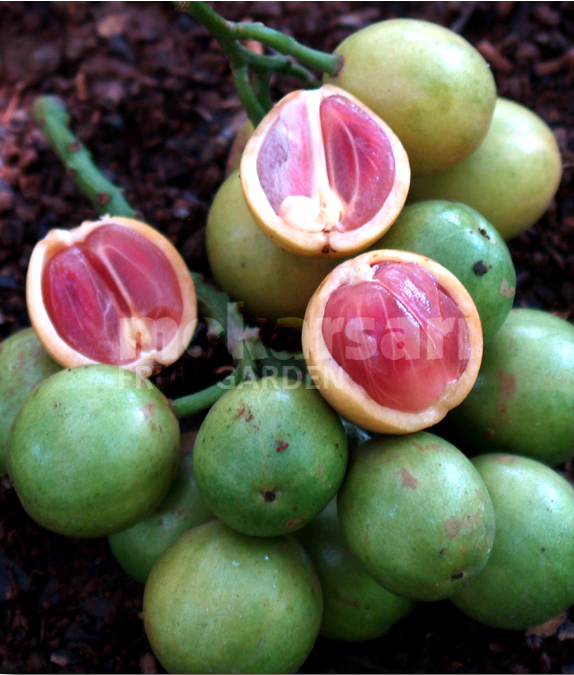 Desaku Bailangu: Buah Rambai