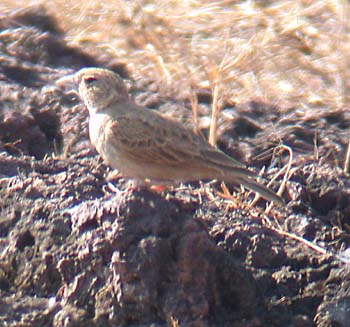 Goa 2004: Larks Pipits Wagtails