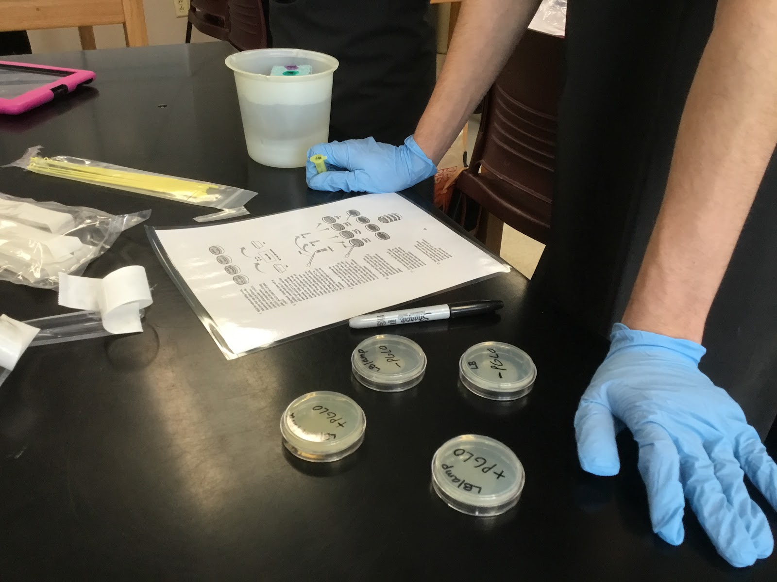 Biology by the Math Mom: Our Best Bacterial Transformation Lab Yet