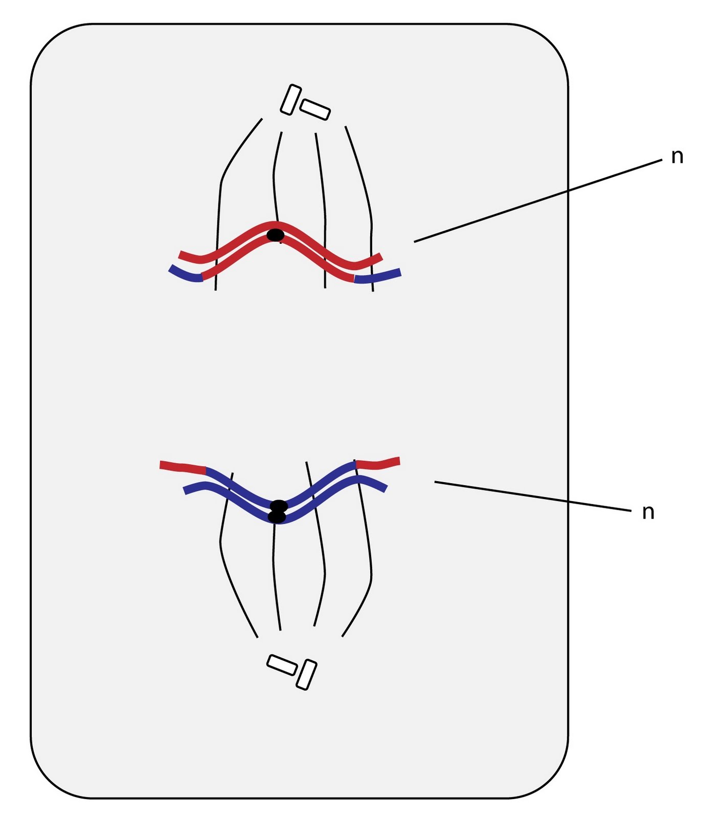 el moderno prometeo: Breve introducción a la división celular: mitosis ...