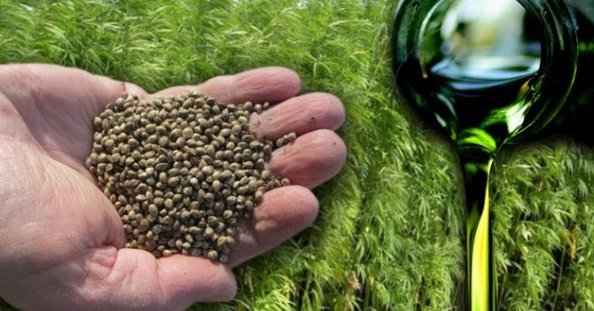 Naša Hrana: konoplja