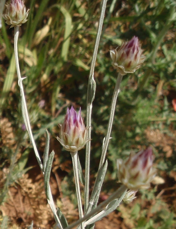 HERBARIO VIRTUAL DE BANYERES DE MARIOLA Y ALICANTE: Xeranthemum ...