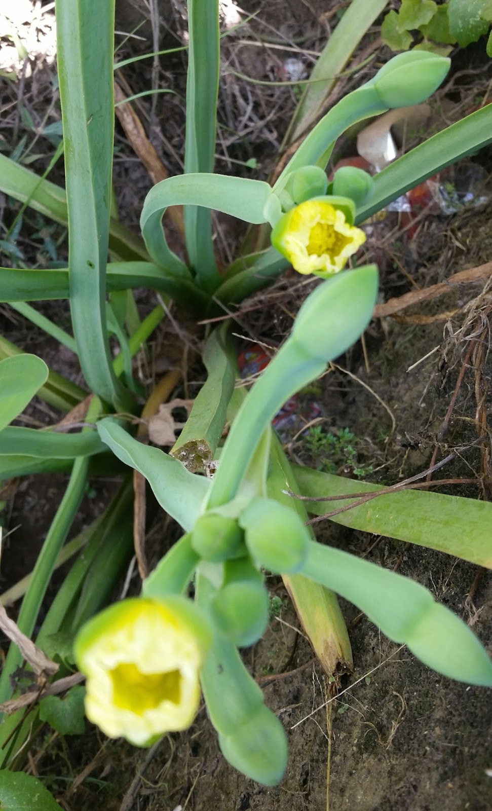 Warisan Petani: Pokok Paku Rawan