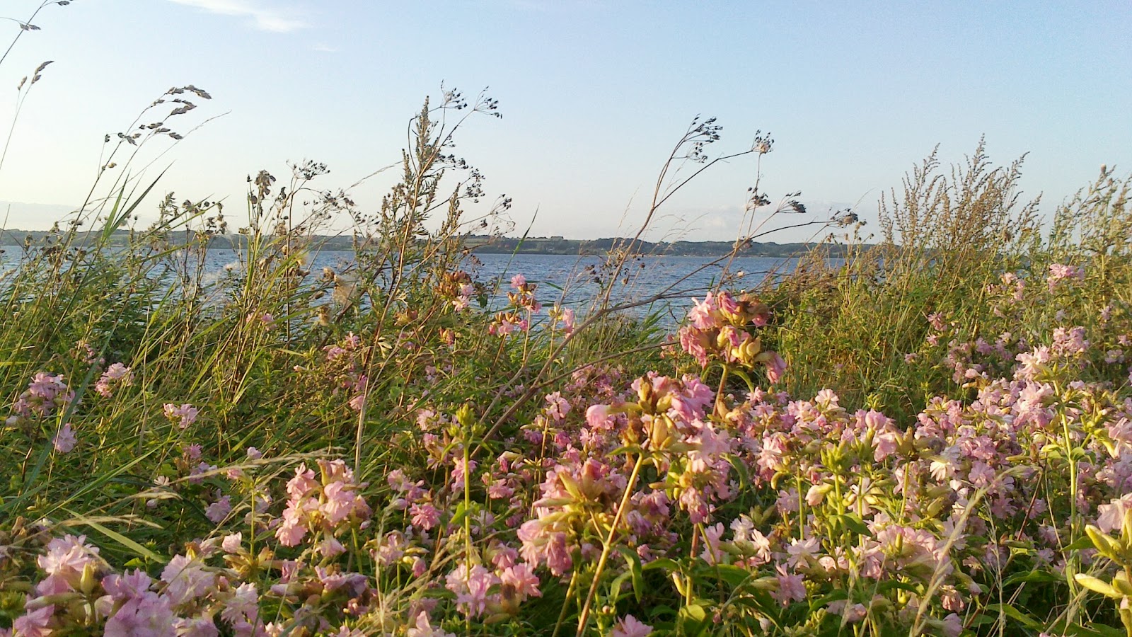 Haven i Velkær: Sød lyserød strandplante