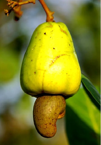 Macam Mana Tanam Pokok Gajus Menggunakan Biji Gajus - TetumnCheng