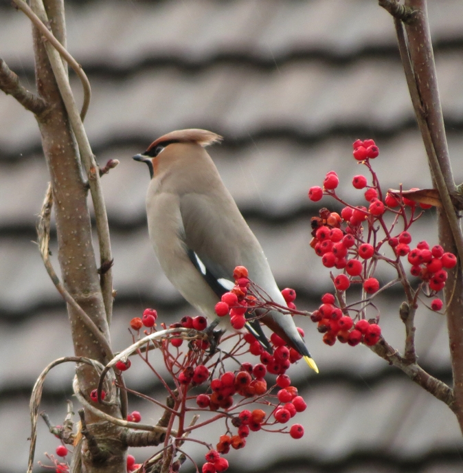 The RSPB Liverpool Local Group: Count the wildlife that’s counting on you