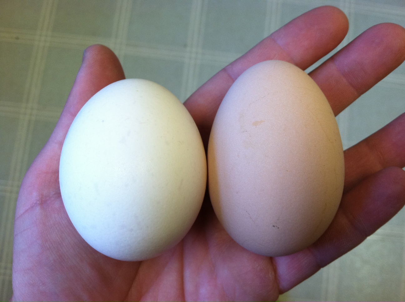 Blissful in the Boonies: Thought new layers laid small eggs...