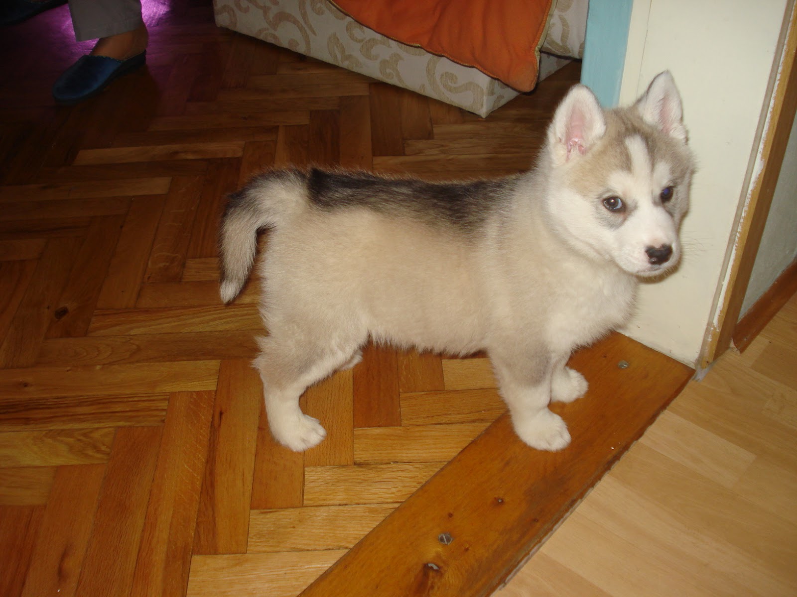 Sibirski haski: GALERIJA