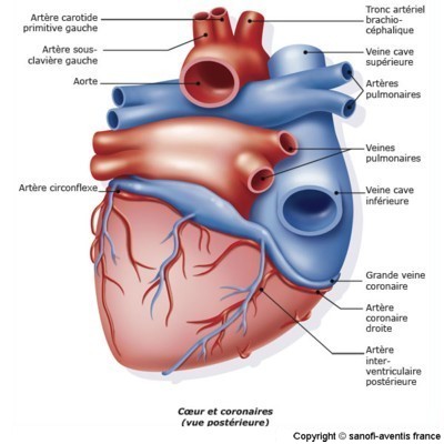 Blog 75: Infos santé-Angine de poitrine (Angor)