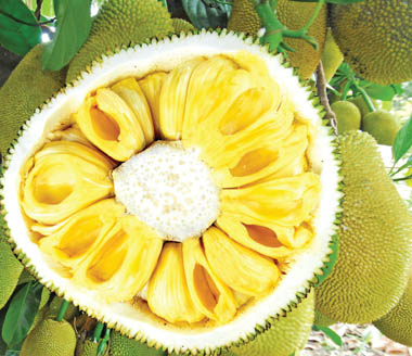 Jackfruit (Quả Mít) | Vietnam Information - Discover the beauty of ...