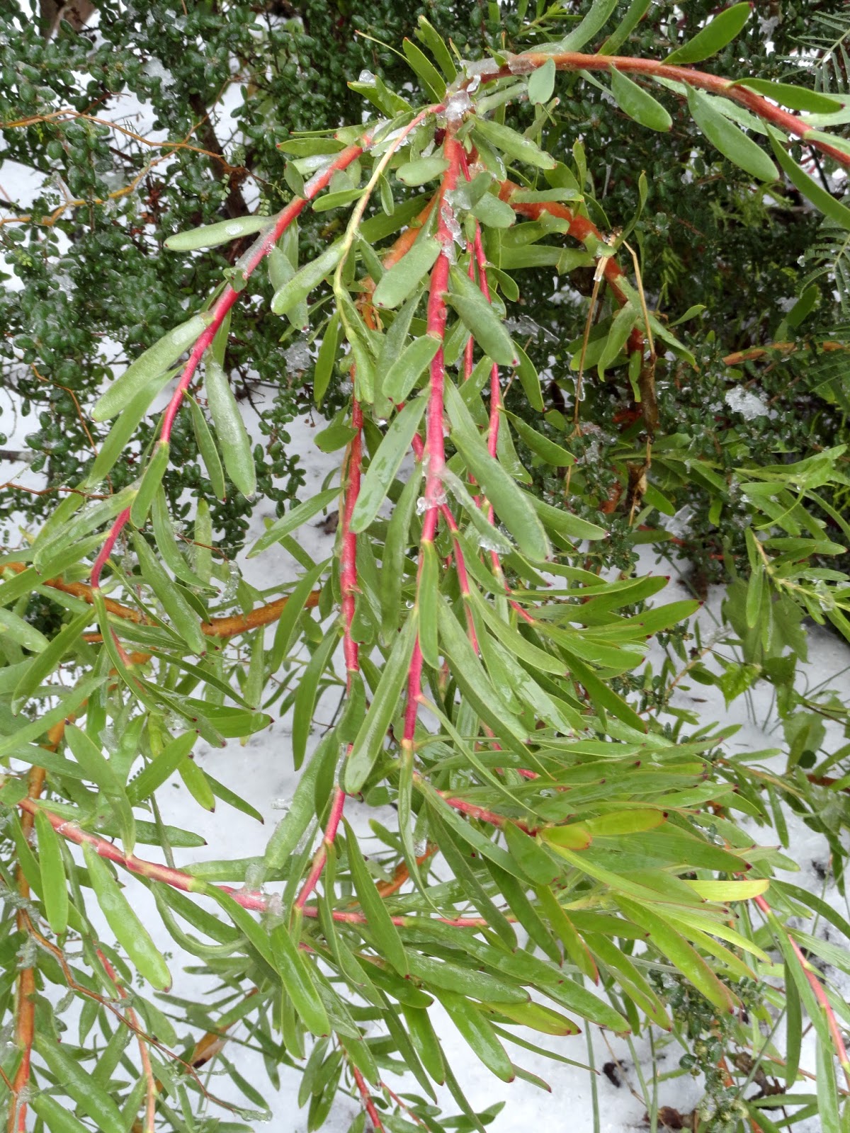 danger garden: It's all fun and games until some plant gets hurt...